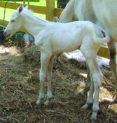 Lethal White :: Merle-sine-insertion-from-mc-mh